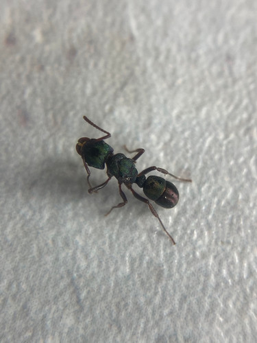 Rhytidoponera metallica (Green-Headed Ant) | AntsDavey