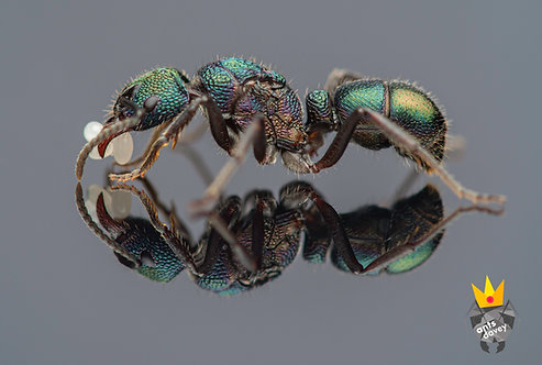Rhytidoponera metallica (Green-Headed Ant) | AntsDavey