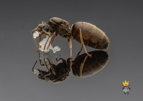Lasius niger | AntsDavey