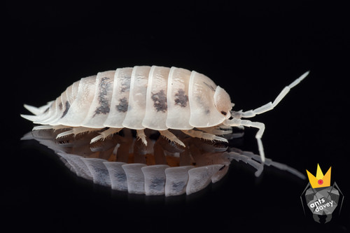 Dairy Cow Isopod (Clean-up Crew) | AntsDavey