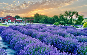 beautiful lavender fields