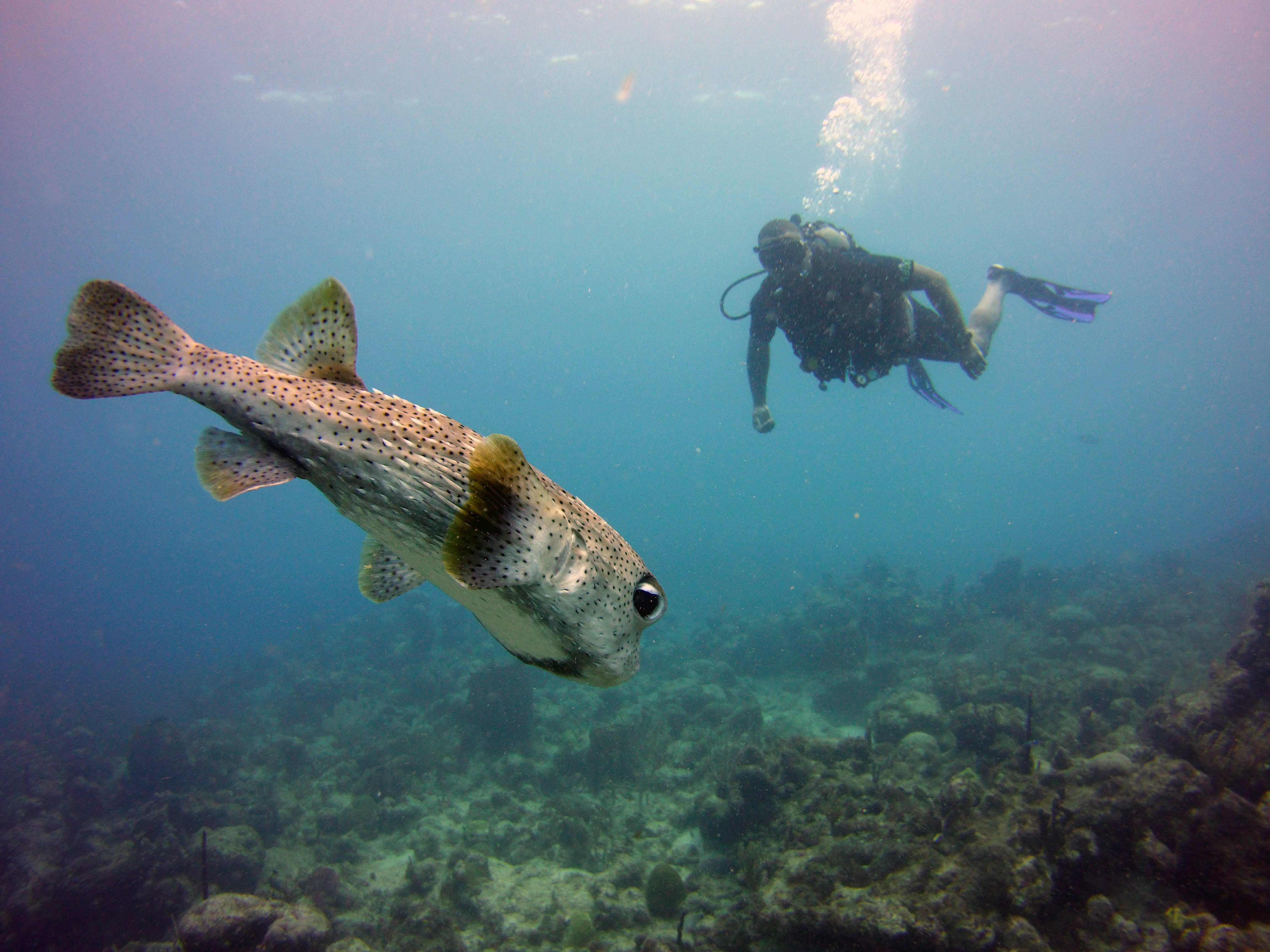 Sweet Bottom Dive Center | Photo Gallery