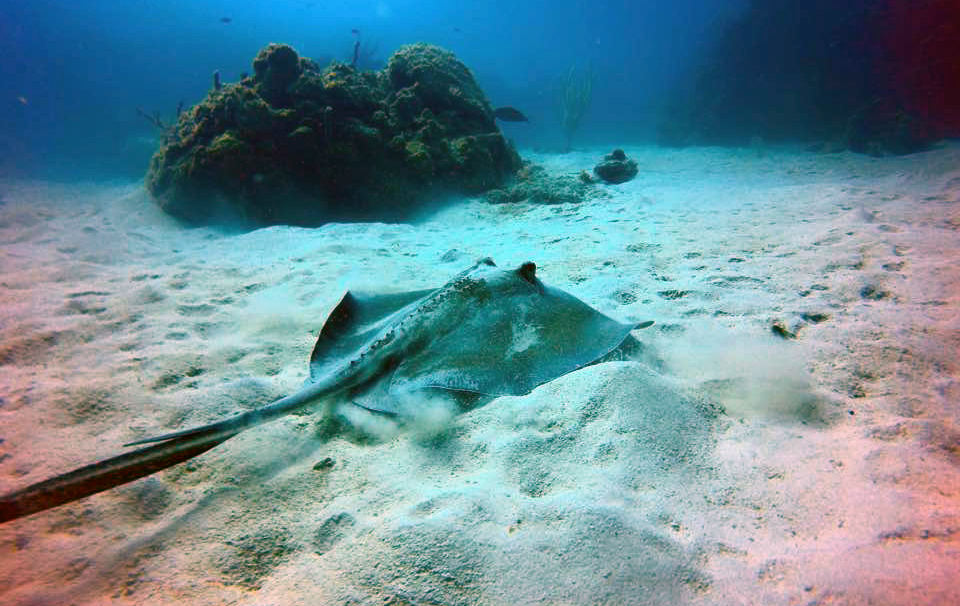Sweet Bottom Dive Center | Photo Gallery