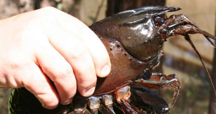 The Marron Industry - Western Australia's Native Freshwater Crayfish ...