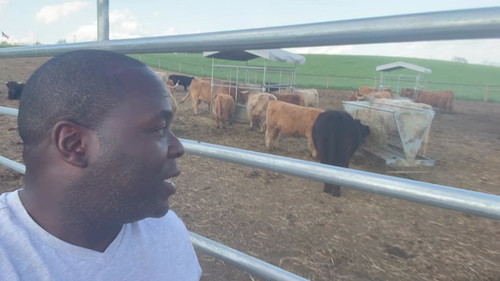 PRE ORDER (1/4 Cow) Grassfed Scottish Highland Beef - aka The World's ...