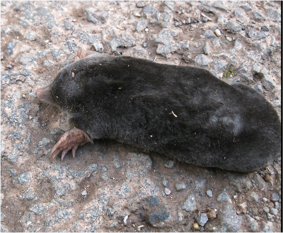 Odds and Sods October 2020