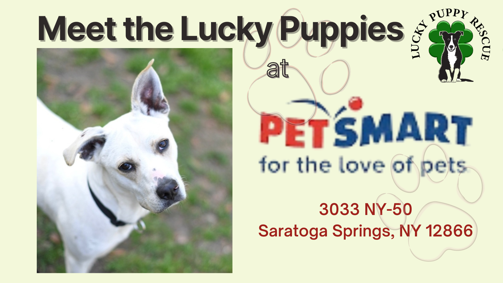 NY- Meet the Lucky Puppies at Pet Smart | Lucky Puppy Rescue