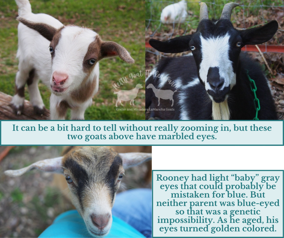 Ear Type, Eye Color, and Horn Status Genetics in Goats
