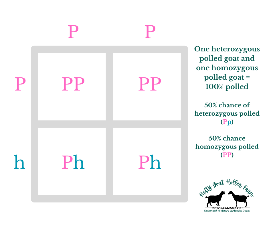 Ear Type, Eye Color, and Horn Status Genetics in Goats