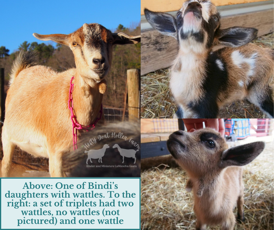 Ear Type, Eye Color, and Horn Status Genetics in Goats