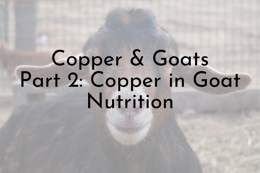 Part 2 - Copper in Small Ruminant Nutrition
