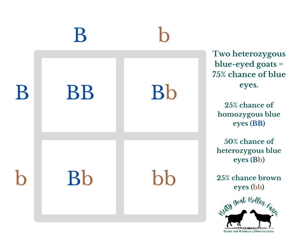 Ear Type, Eye Color, and Horn Status Genetics in Goats
