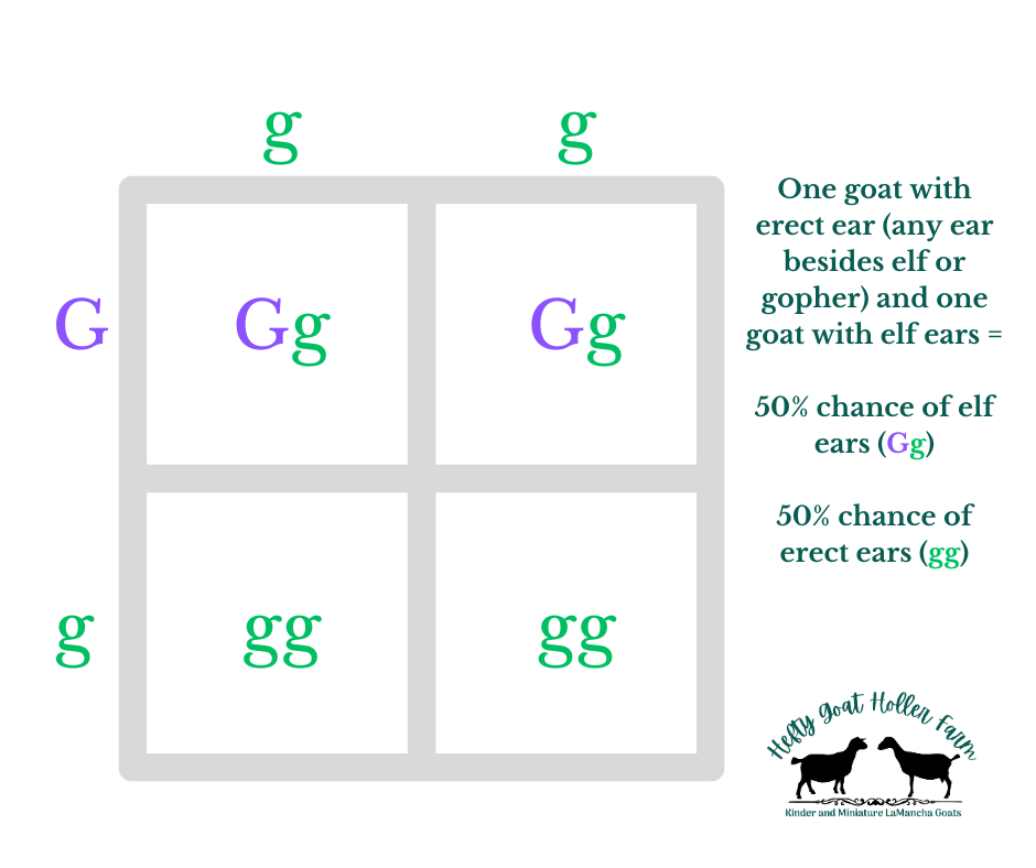 Ear Type, Eye Color, and Horn Status Genetics in Goats