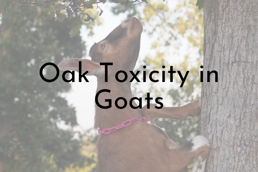 Oak Toxicity in Goats - Uncommon but not Impossible
