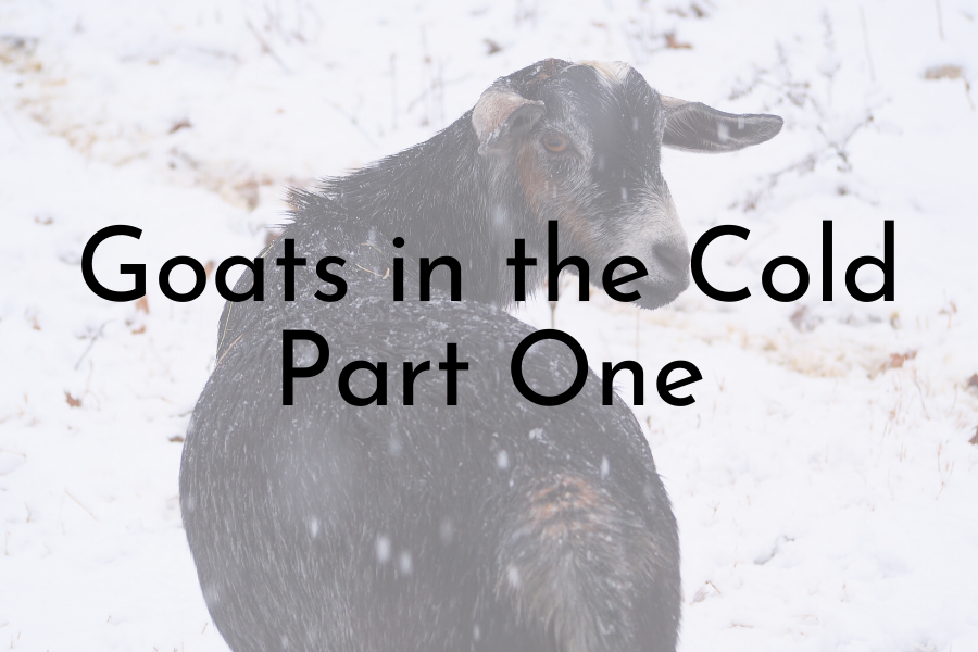 Goats in the Cold Part One - How Goats Keep Warm Naturally and ...