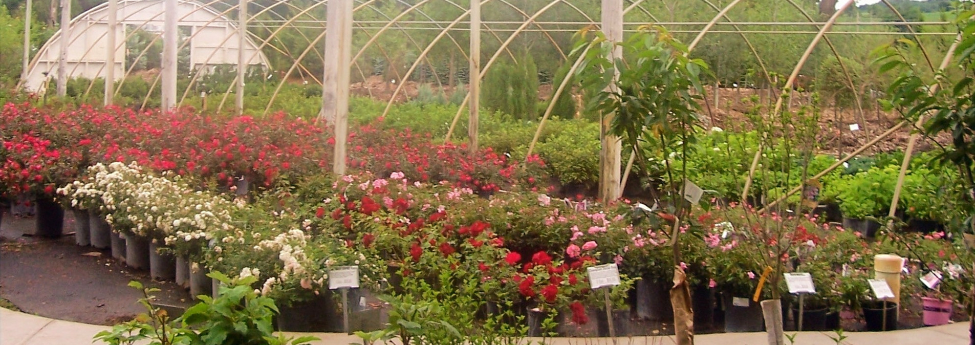Outdoor Gallery | Yard Market Nursery