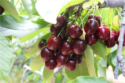 Napoleon Cherry | Nikea Farm