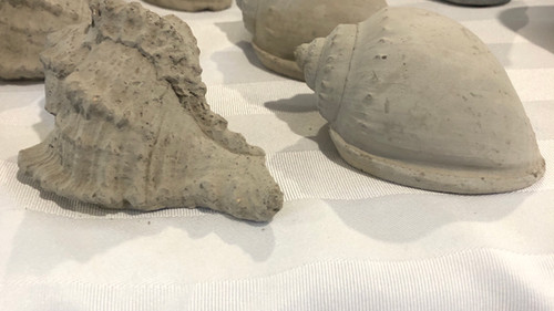 Cement seashells | Sweet Expressions