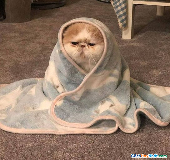 40 Cutest Cat Pictures - Cute Cat Avatar