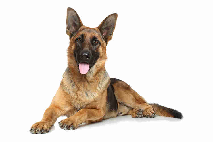 Top 10 giống chó phổ biến nhất Thế giới - Thú Cảnh