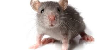 Pestgo: Pest Control Cape Town - Rats & Mice