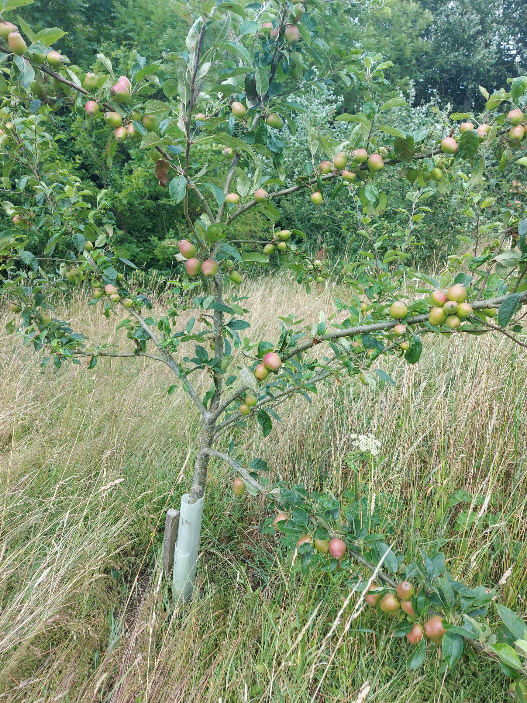 Orchard Care and Pruning Course at The Welsh Orchard | Vale Nature