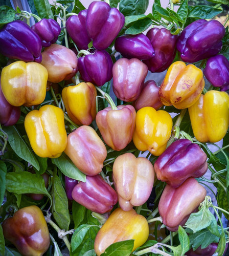 Violgo Rare Sweet Pepper - 1 pack per customer | carmel-bella-farm