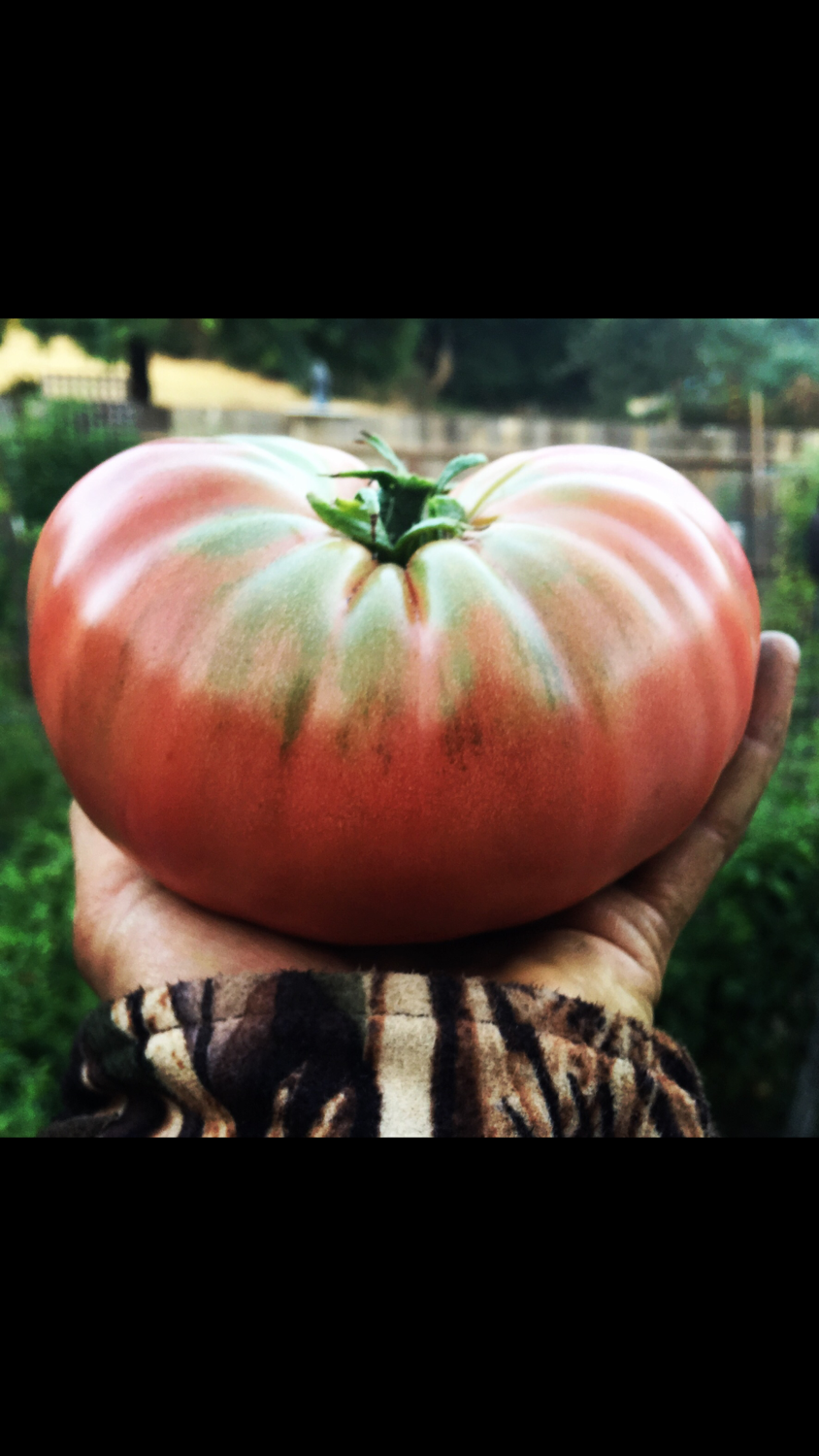 Carmel Bella Farm 3/6