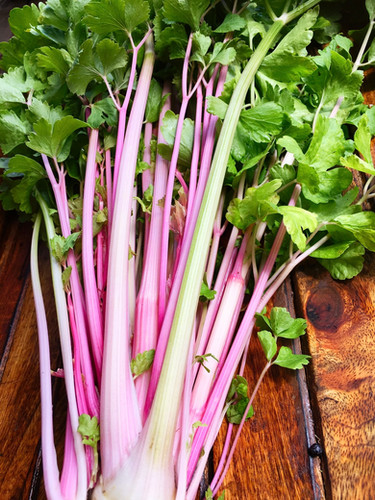 Pink Plume Celery - Heirloom Seeds | carmel-bella-farm