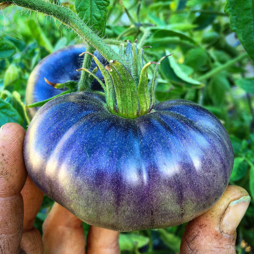 Blue Beauty Tomato Seeds For Sale | Carmel Bella Farm
