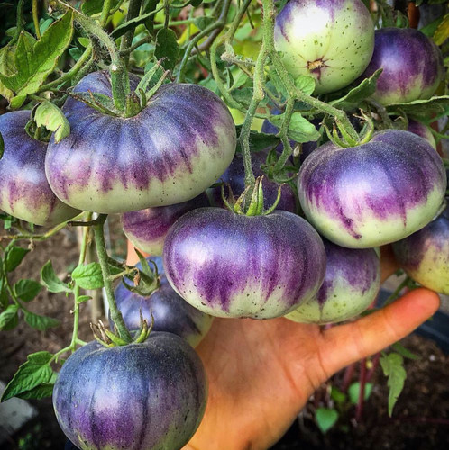 Lucid Gem Tomato Seeds For Sale | Carmel Bella Farm