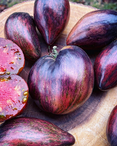 Rebel Starfighter Prime Tomato Seeds - 1 Pack Max Per Customer | carmel ...