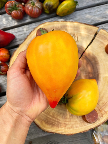 Midnight Sun Tomato Seeds For Sale | Carmel Bella Farm