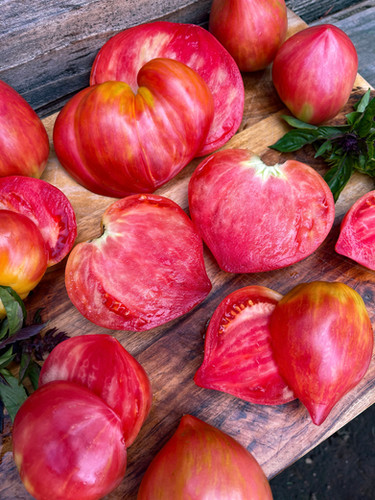 Crushed Heart Tomato Seeds - 1 Pack Per Customer | carmel-bella-farm