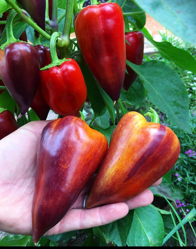 Violet Sparkle Pepper Seeds For Sale | Carmel Bella Farm