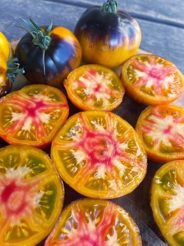 Lucid Gem Tomato Seeds For Sale | Carmel Bella Farm