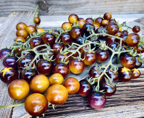 Blue Gold Berries Tomato Seeds For Sale | Carmel Bella Farm
