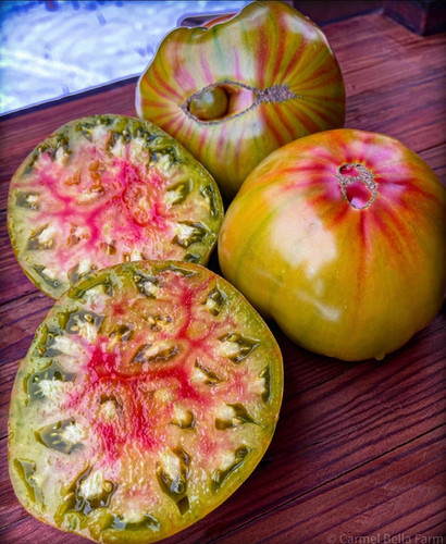 Captain Lucky Heirloom Tomato Seeds | carmel-bella-farm