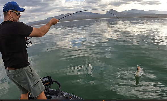 Guide Trips & Rates | Phoenix Fishing Guides