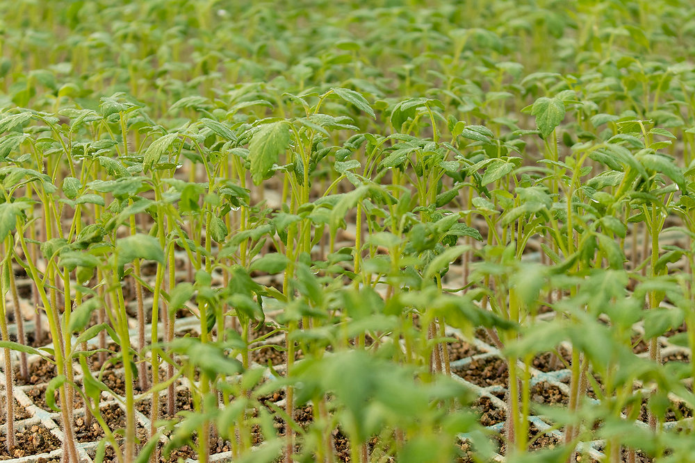 Ventajas del Uso de Plántulas