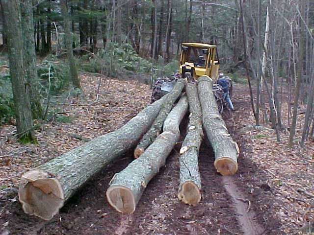new deer logs