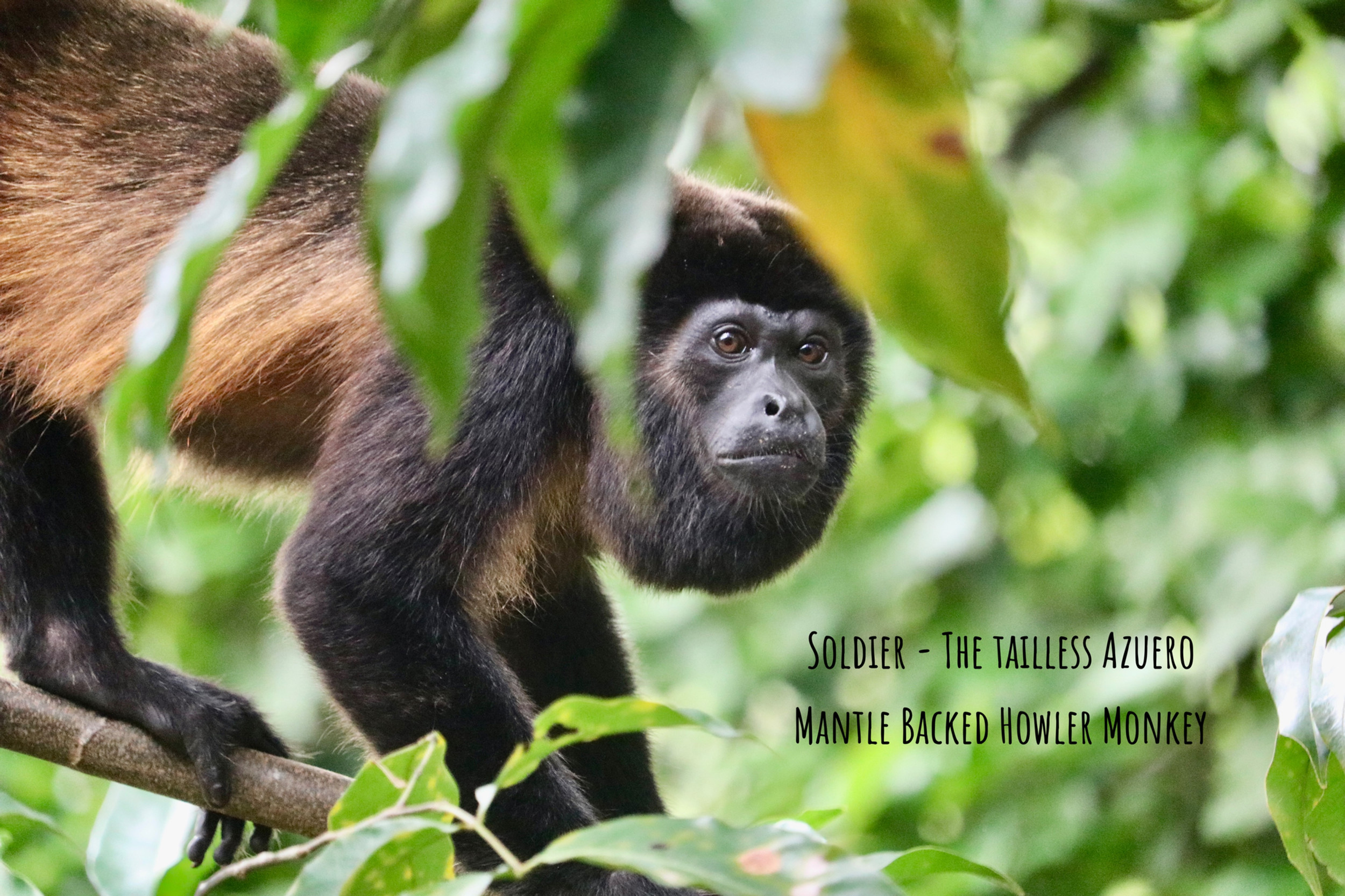 Azuero Mantle Backed Howler Monkey