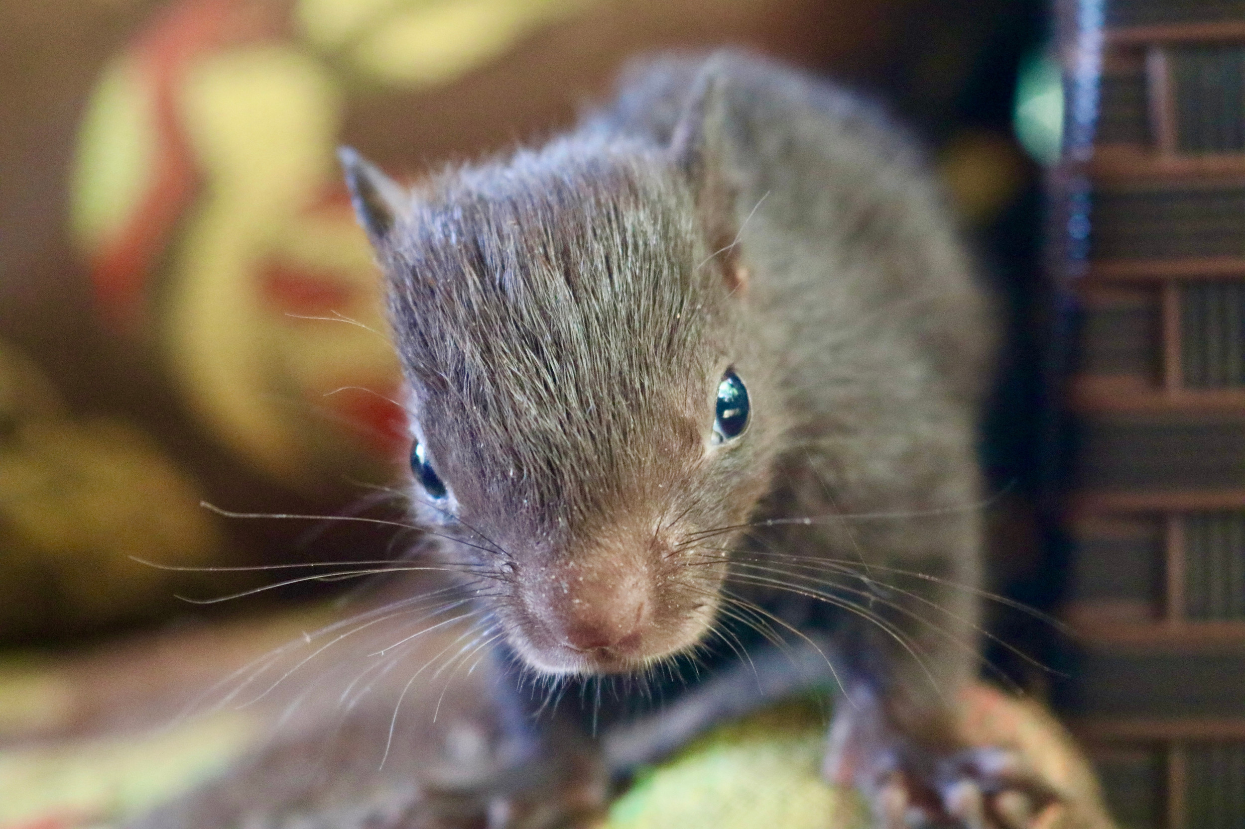 Variegated Squirrels of Panama