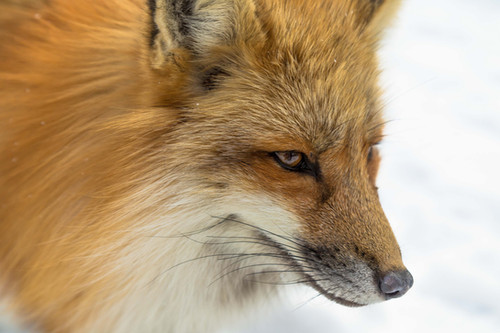 Red Fox Urine | Barnes Hide and Fur