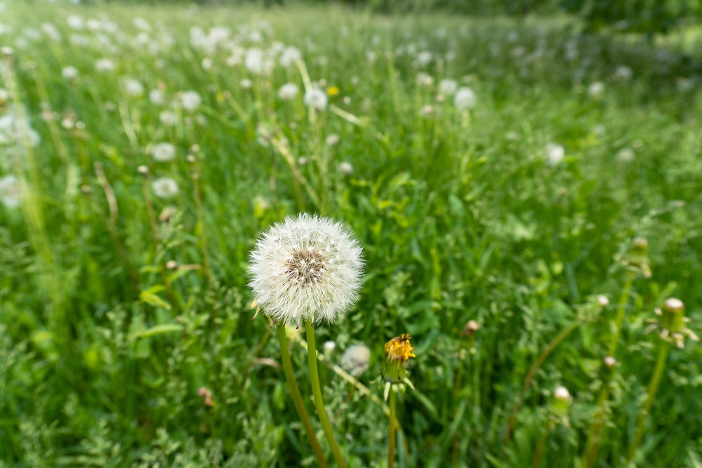 On the Cutting Edge: When to Mow Your Lawn or Meadow