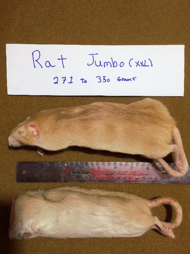 Jumbo Rat | cjcrittersnacks