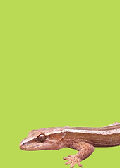 OUR ANIMALS | OtorohangaKiwiHouse