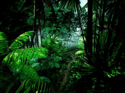 jungle soundscape