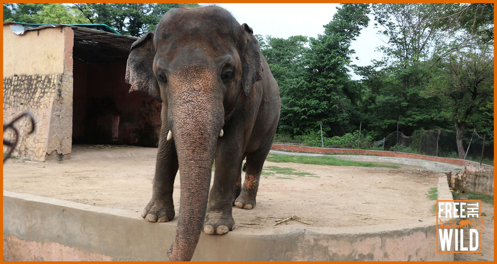 Helping Kaavan - The Unembellished Timeline