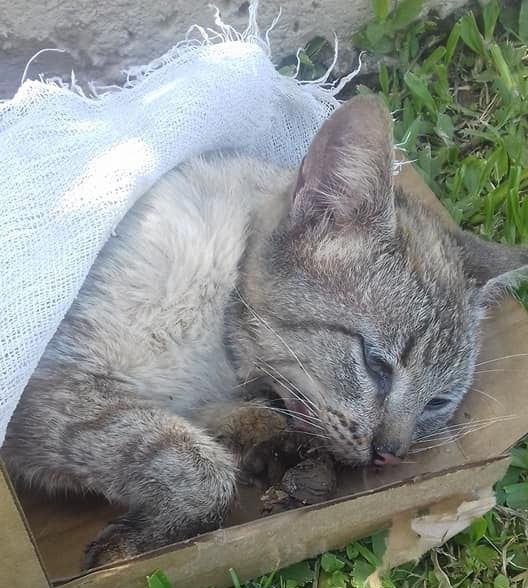 Sem ajuda do Poder Público, ONG SALVADORES atende gato encontrado ...
